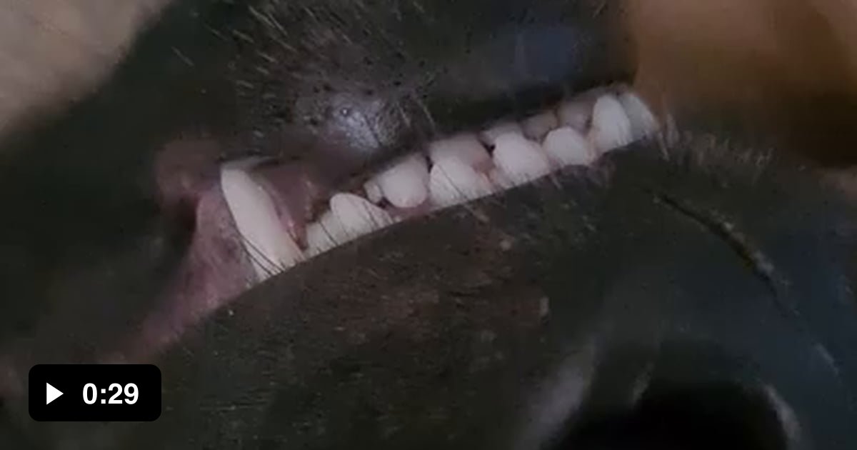 Derp dog napping - 9GAG