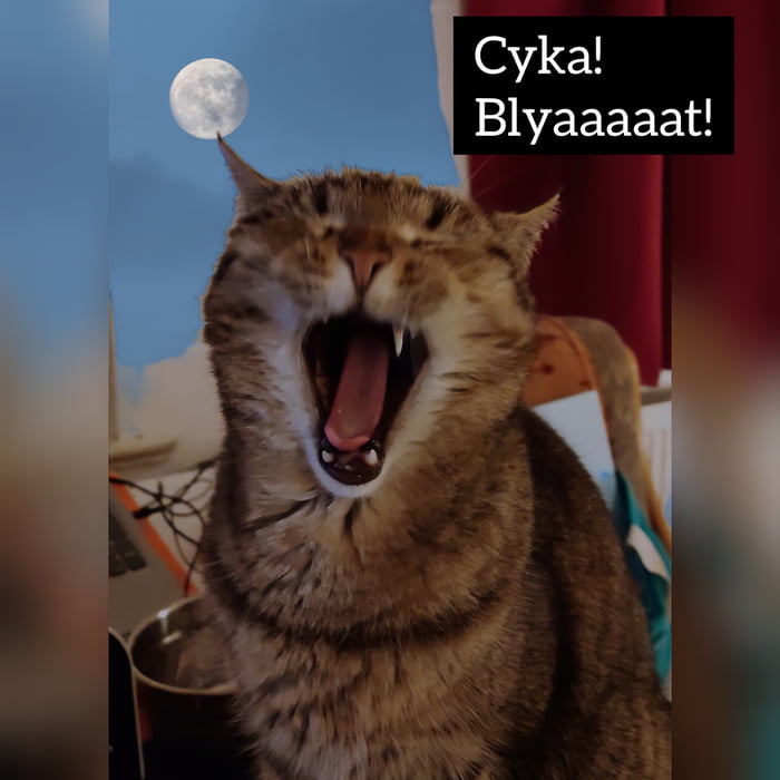 Cat learning languages. - 9GAG