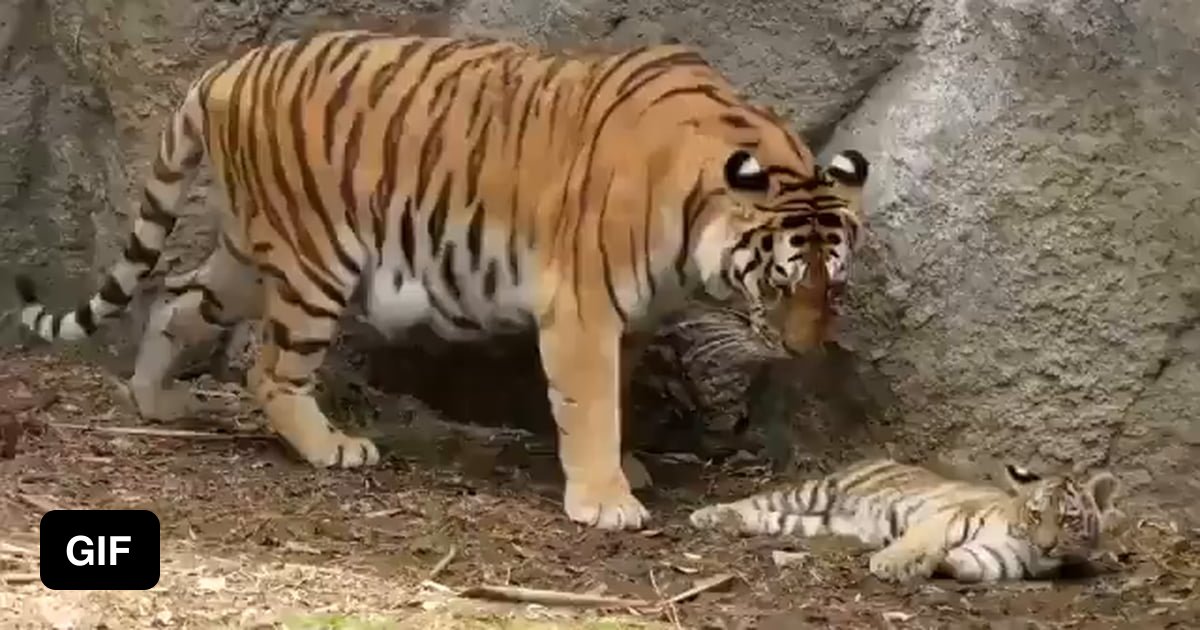 Mommy 9gag