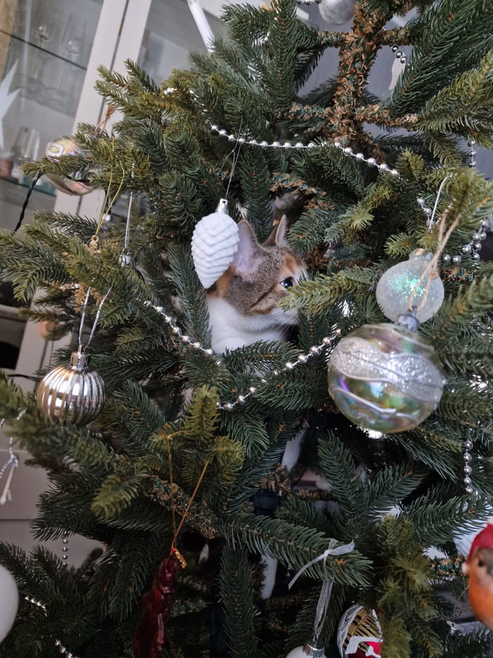 Peppi the christmas tree inspector hard at work - 9GAG