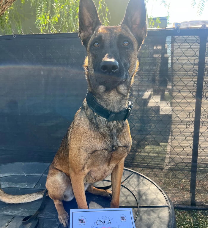 Officially an Explosive Detection Pup - 9GAG