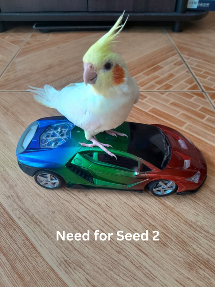 The fluff and the furious - 9GAG