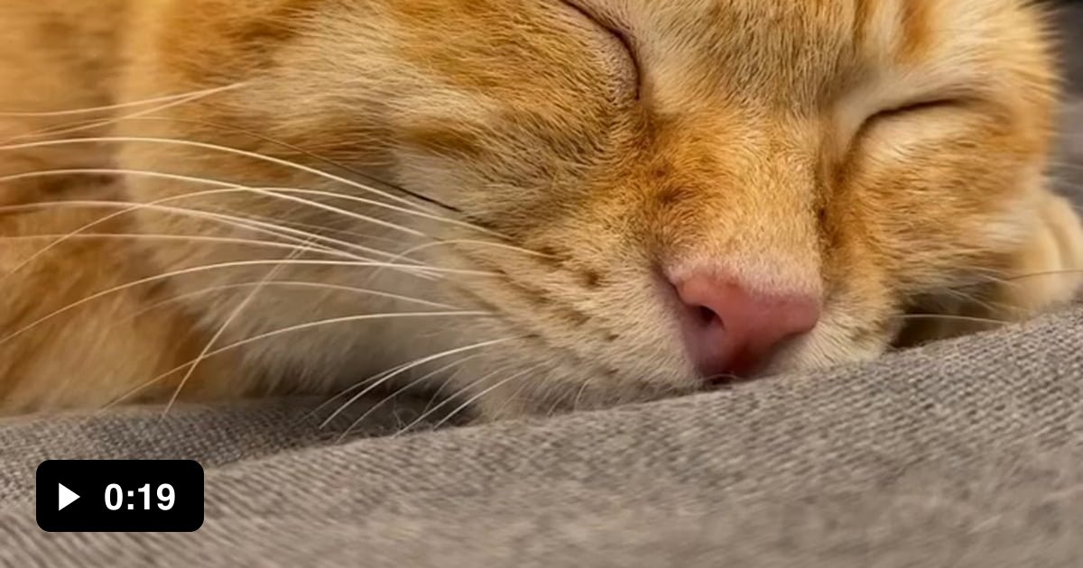 Orange cat dreams of war. - 9GAG