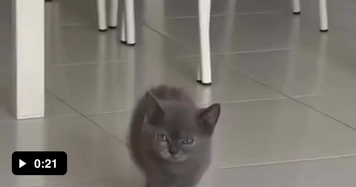 Super dramatic kitten - 9GAG