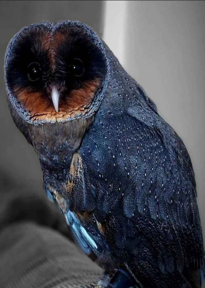 Pipi the Barn Owl was born with a rare genetic mutation called Melanism ...