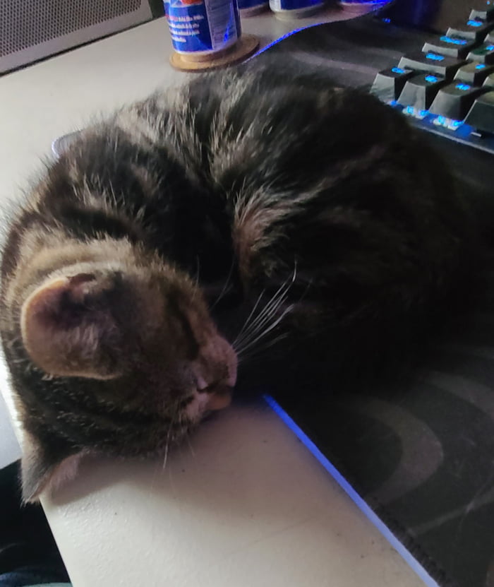 Here is a cute kitty - 9GAG