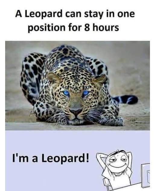 I guess we all leopards then - 9GAG