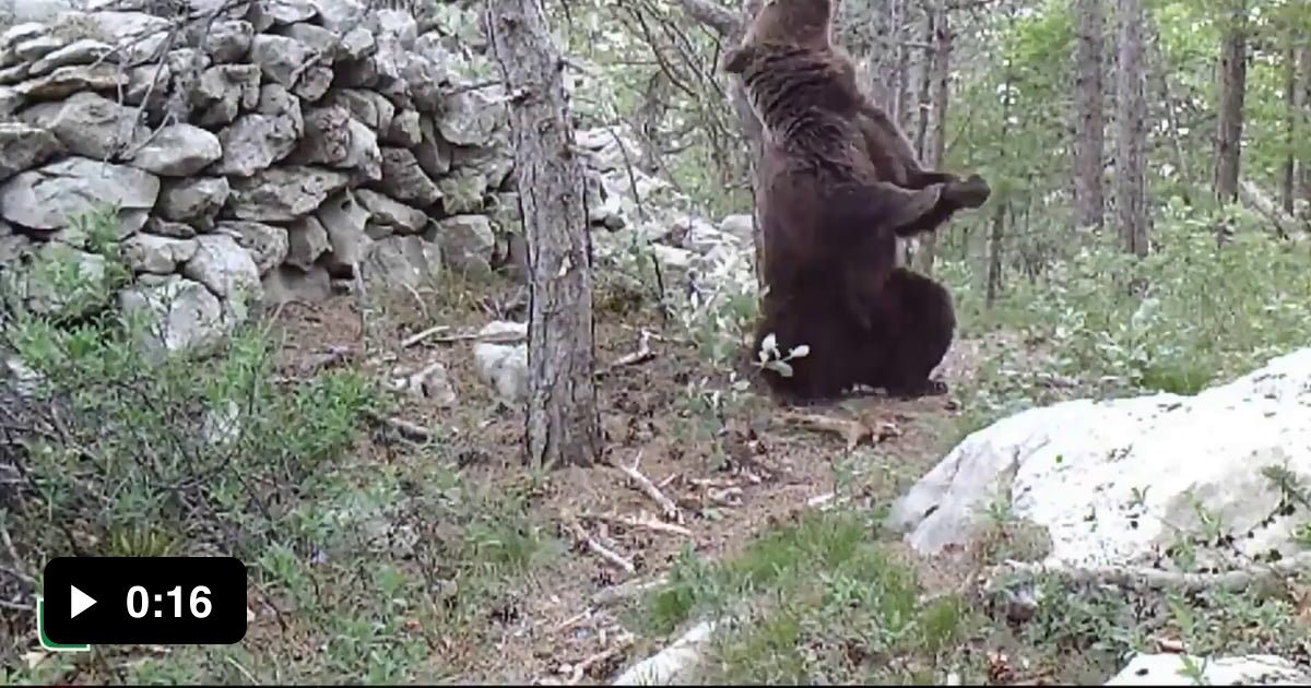Bear scratching its back on the tree in Northern Velebit National Park ...