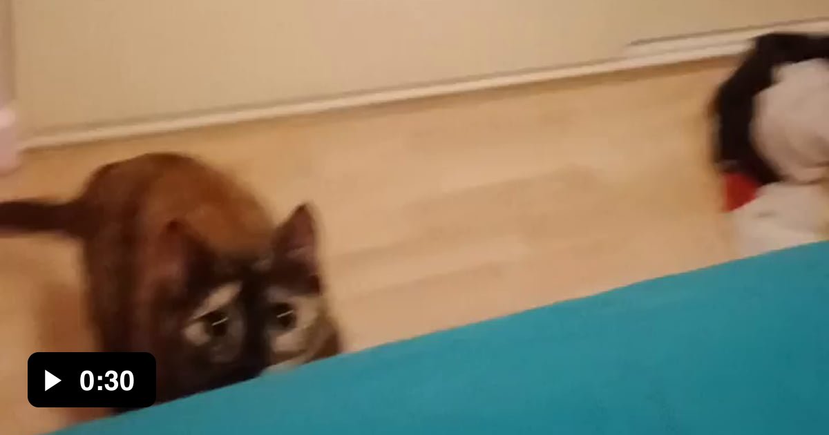 *JUMPSCARE WARNING FEROCIOUS KITTY* - 9GAG