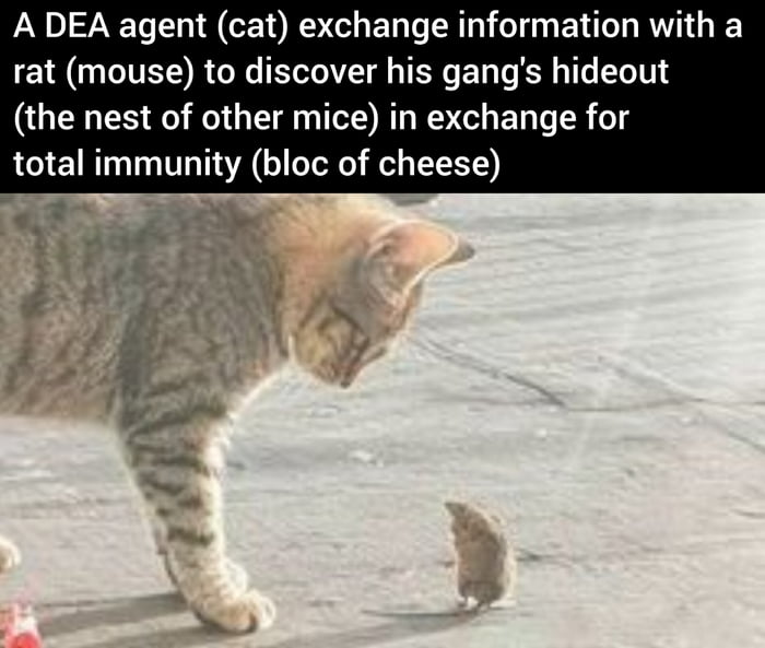 Witness protection program (animal shelter) - 9GAG