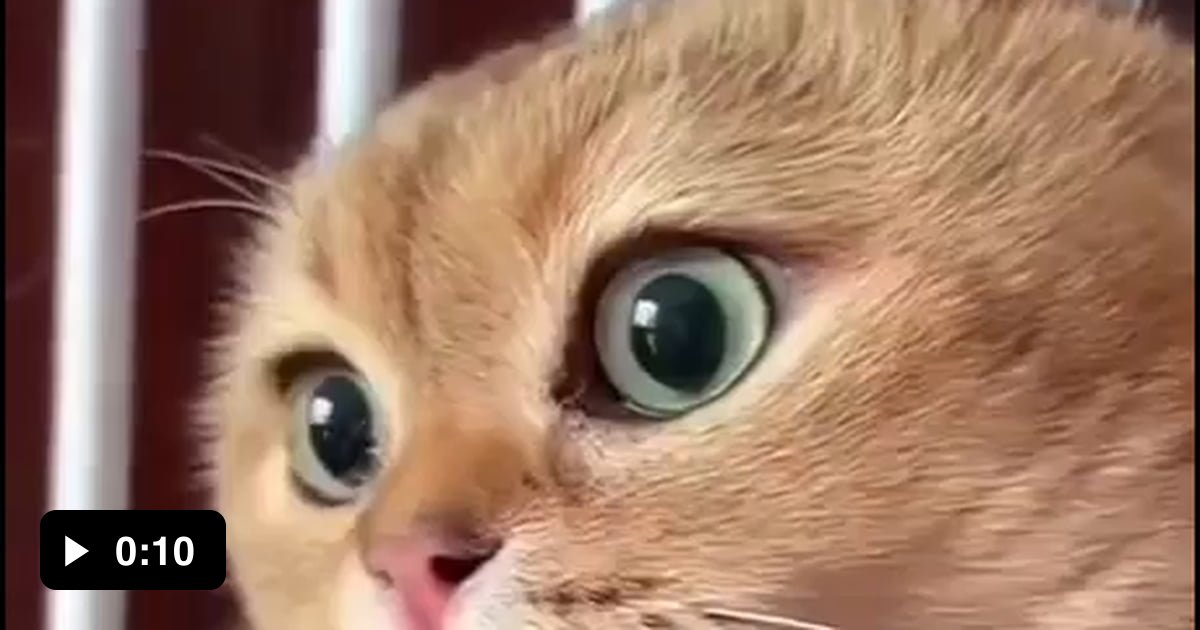 Just reversed cat meme video - Which language is this? - 9GAG