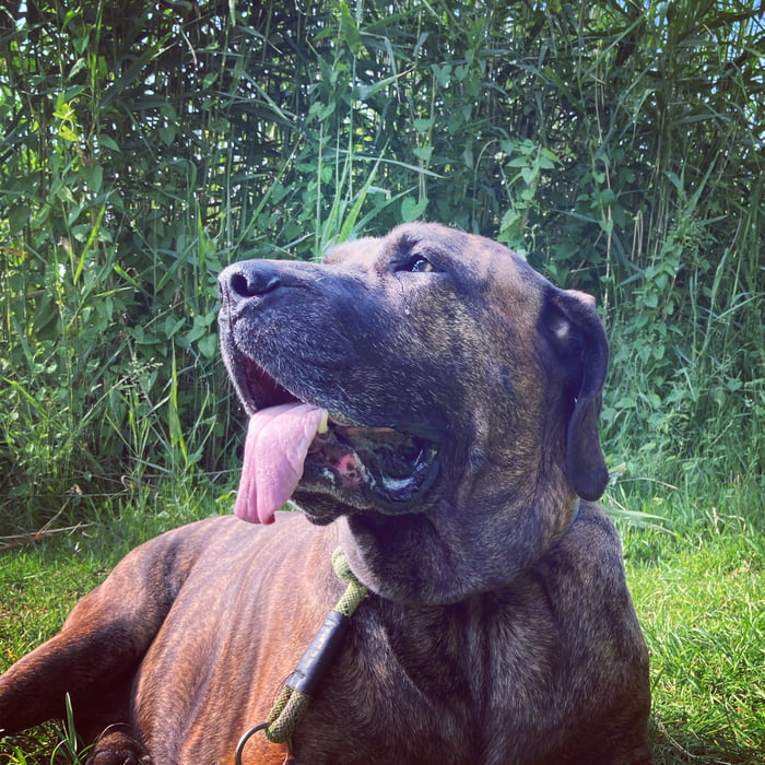 Today my good girl crossed the rainbow. I never felt so alone in my ...