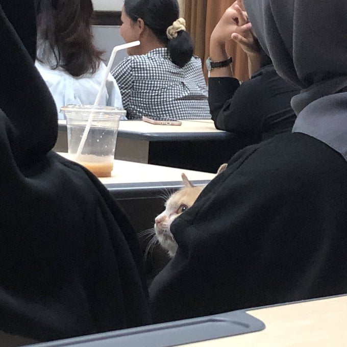 Uwu gato: mbak sebelah cantik juga - 9GAG