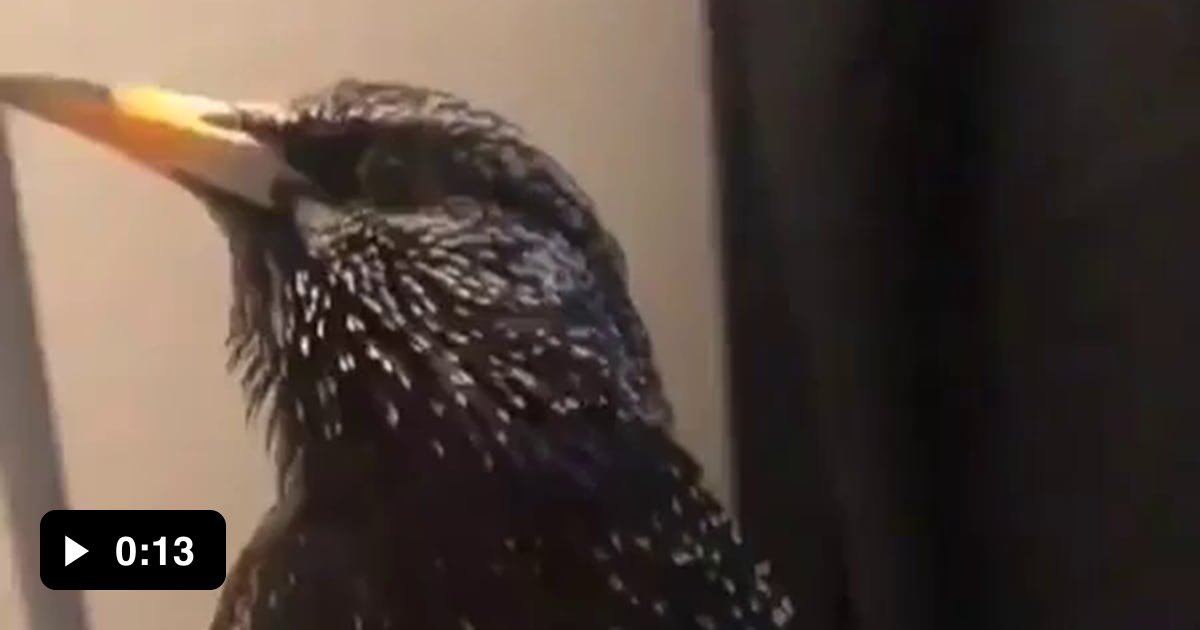 This bird can do R2-D2 sound - 9GAG