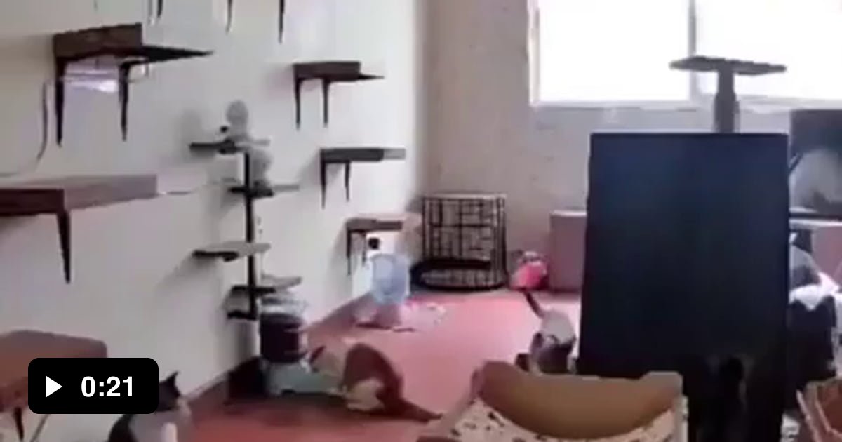 Cats go crazy - 9GAG