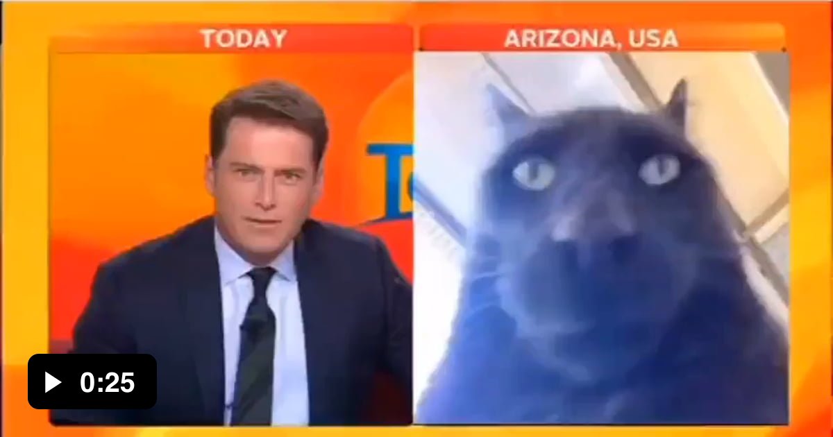 This cat hosts a newscast but no one understands his abilities and they ...