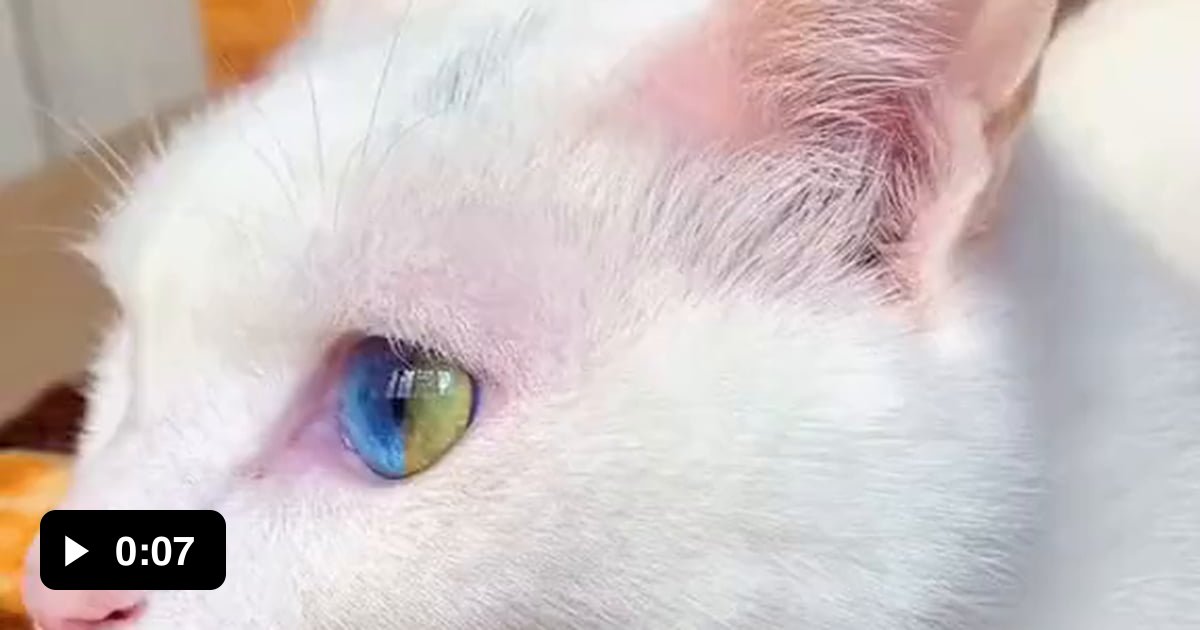 A cat with homophobia in its eyes - 9GAG