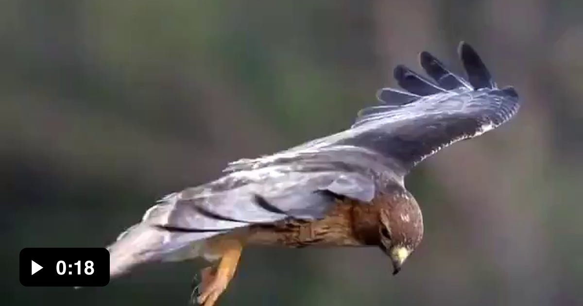 Head stabilization of an Eagle - 9GAG