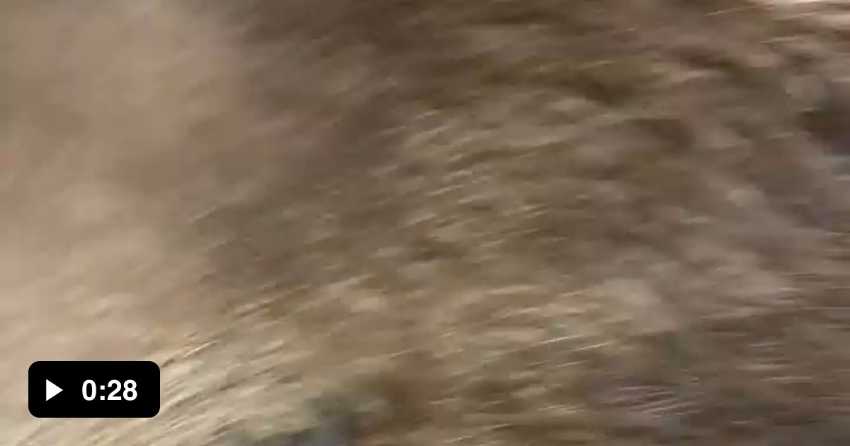 Modest and shy bear. - 9GAG