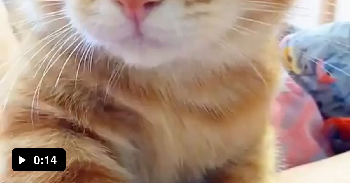 Sooooooooooooooooooooooo cute! 🐱🐱 - 9GAG