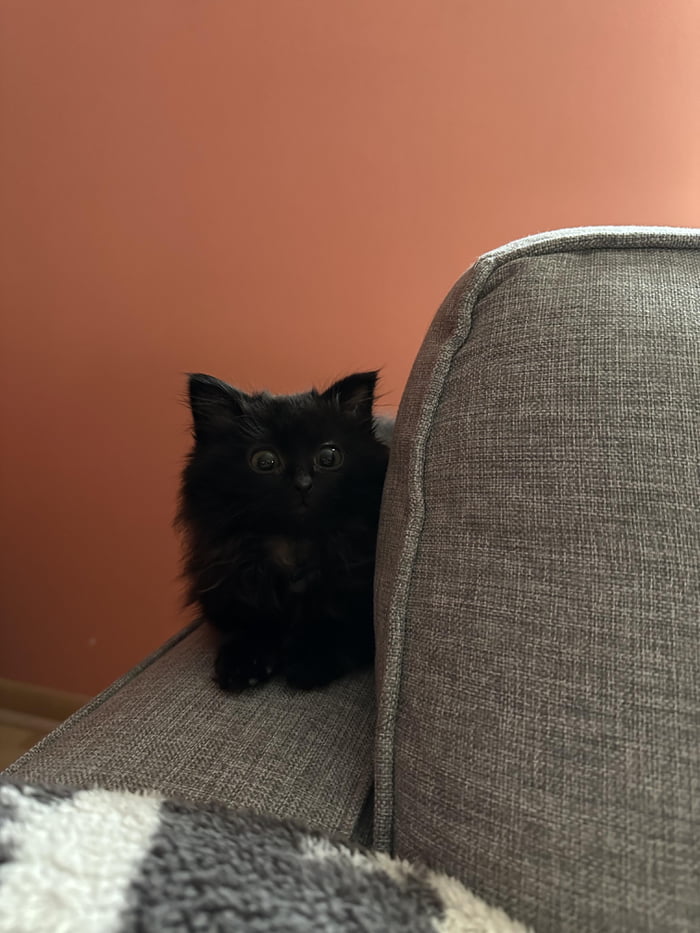 Smol floof; big eyes - 9GAG