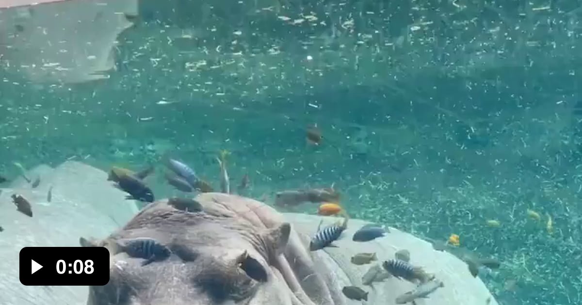 Hippo Spa Retreat! - 9GAG