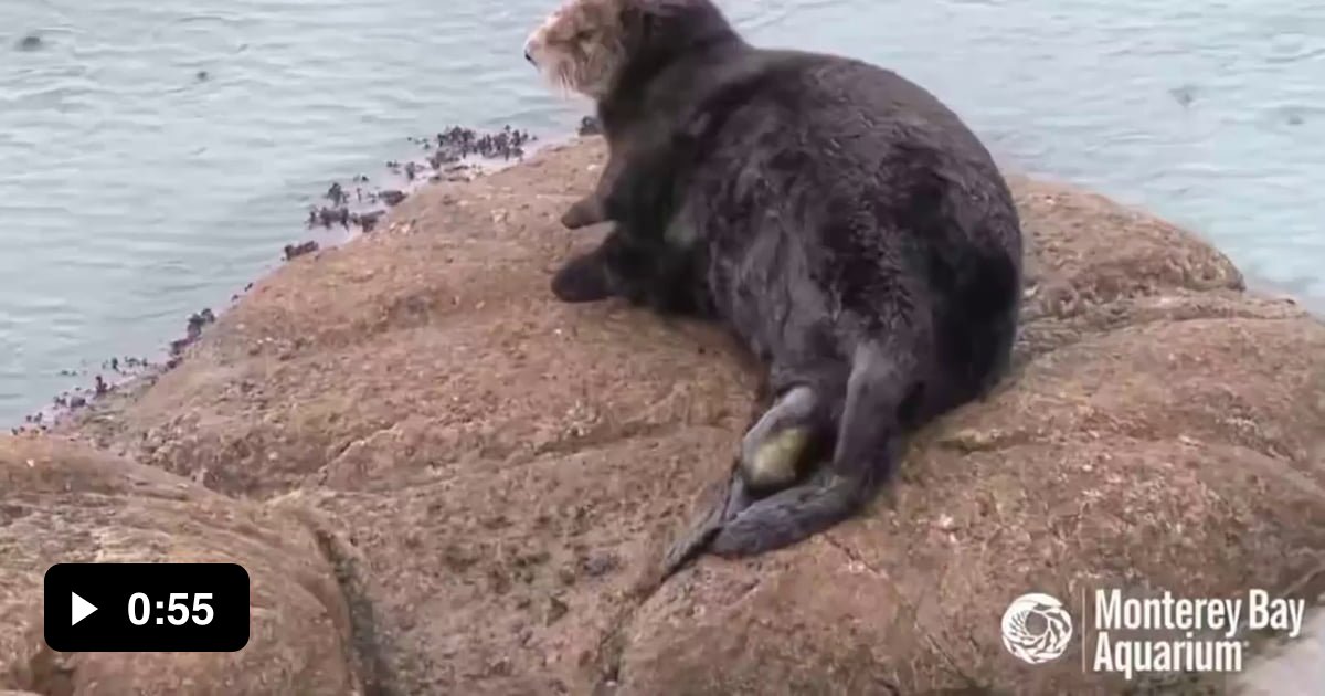 A Wild Sea Otter Gives Birth At The Great Tide Pool Of Monterey Bay