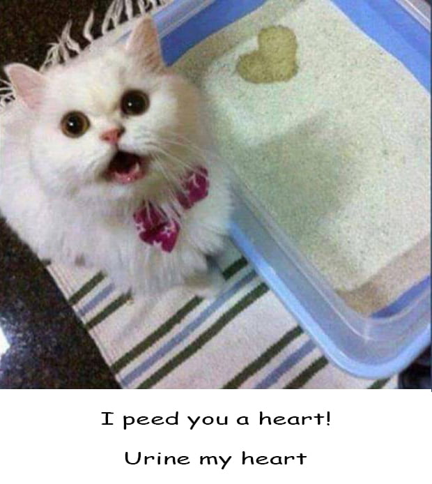 Cat Daddy 9gag 0451
