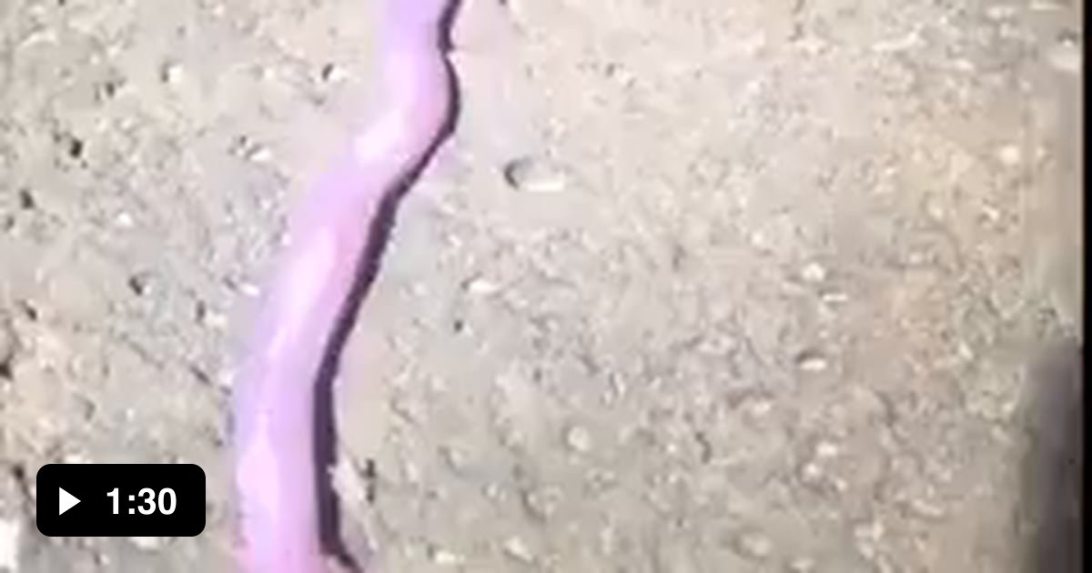 The Mexican mole lizard only has two limbs, its like a worm with arms ...