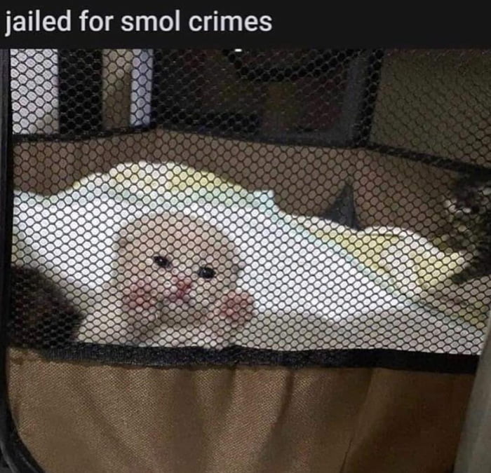 Idk but the kitty's face cracks me up so bad - 9GAG