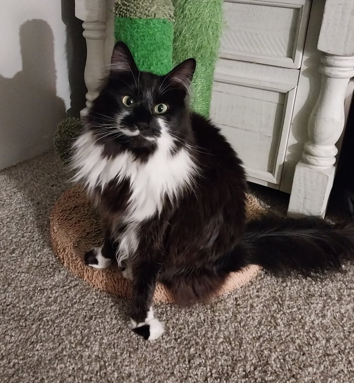 My gorgeous kitty freya - 9GAG