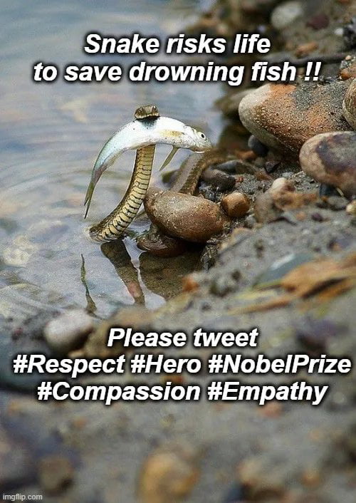 Thinking is overrated. Virtue signaling is better. - 9GAG