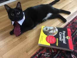 Legal Cat studying the claws in the Trump indictment for pawcendent - 9GAG