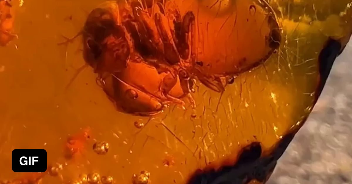 22 million-year-old amber with a termite inside, it's last meal still ...