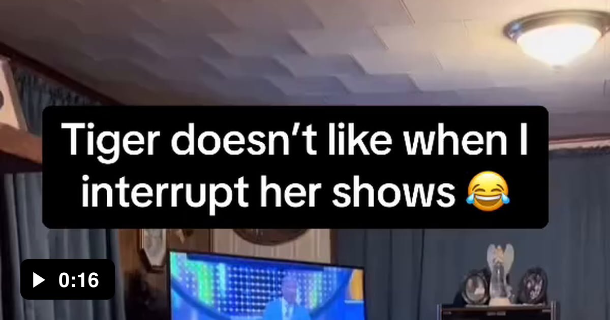 Tiger the cat - 9GAG