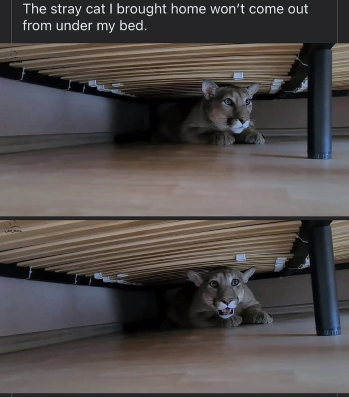 Weird kitten - 9GAG
