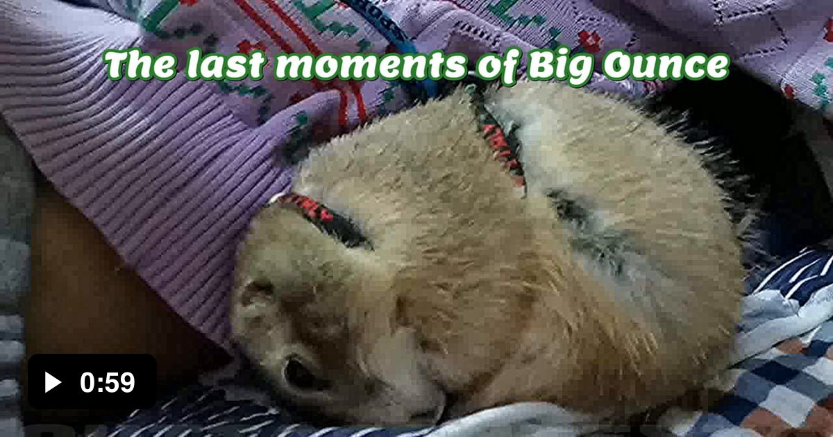 The last moments of Big Ounce - 9GAG