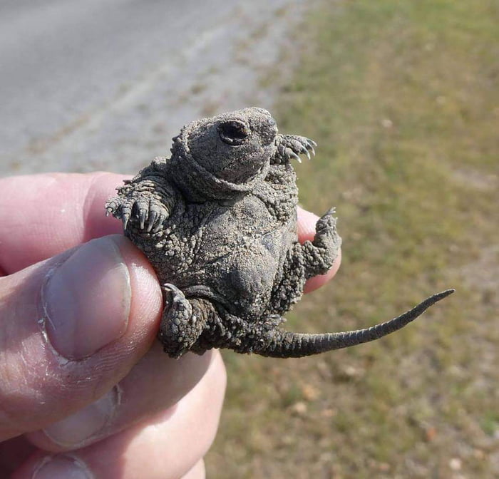 A newly hatched baby snapping turtle. - 9GAG