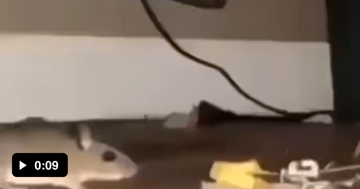 What the rat doin - 9GAG