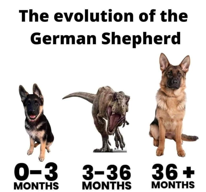 Adorable lil devils!! - 9GAG