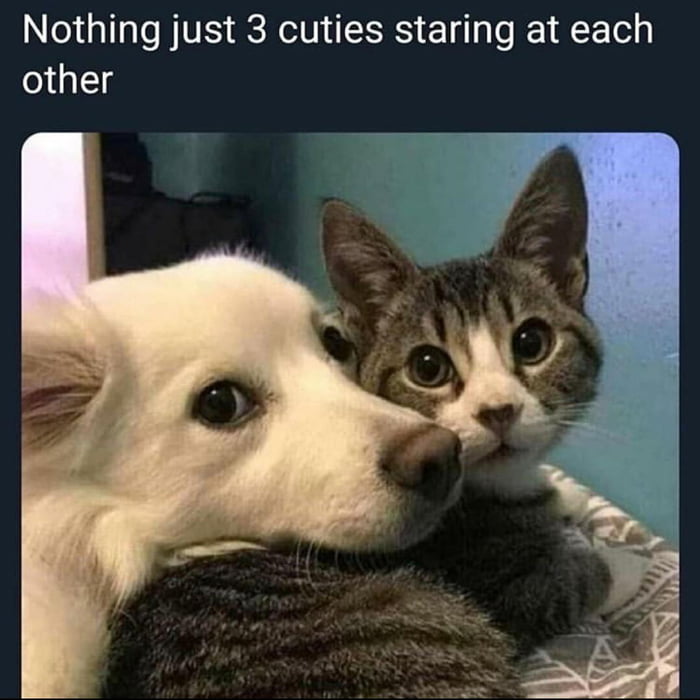Hey Cutie 9gag 8590