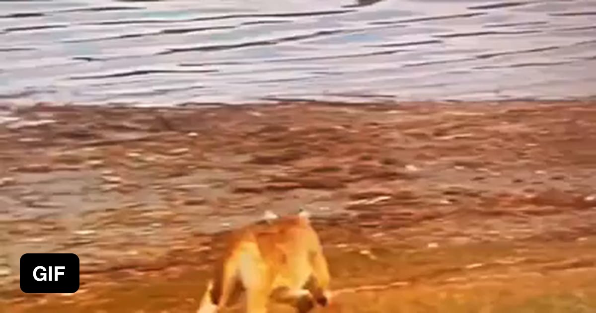 Guanaco avoiding a puma in Patagonia - 9GAG