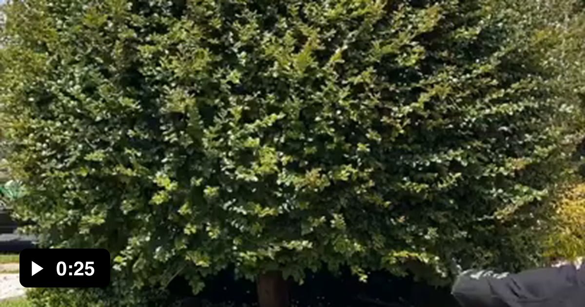 Sculpting a shrubbery with an electric trimmer - 9GAG