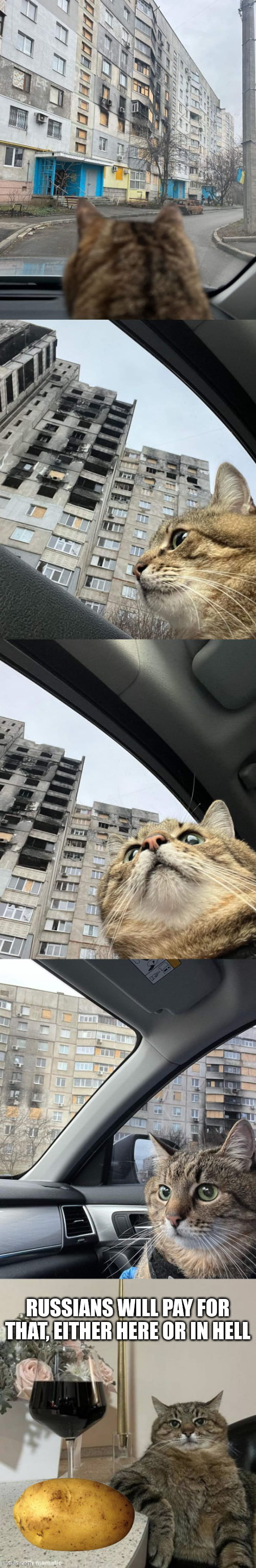 Stepan, the famous meme cat from Kharkiv in Ukraine returned home today ...