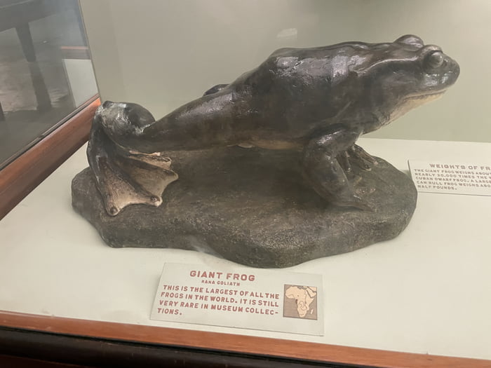 The Goliath frog measuring approximately 1 foot (32 centimeters) and ...