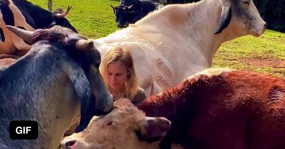 Wholesome cow moment - 9GAG