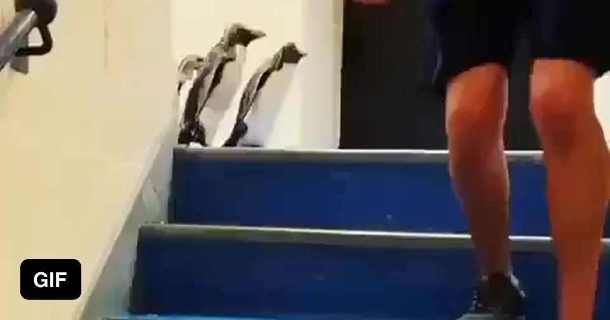 So cutely following the steps - 9GAG