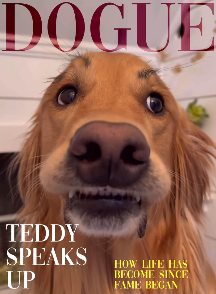 Special Edition for dogs - 9GAG