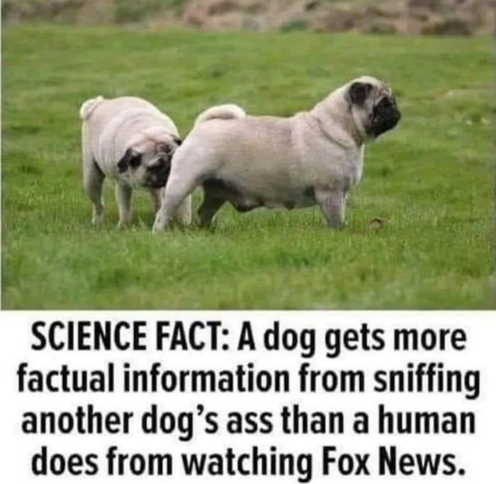 Fact a dog - 9GAG