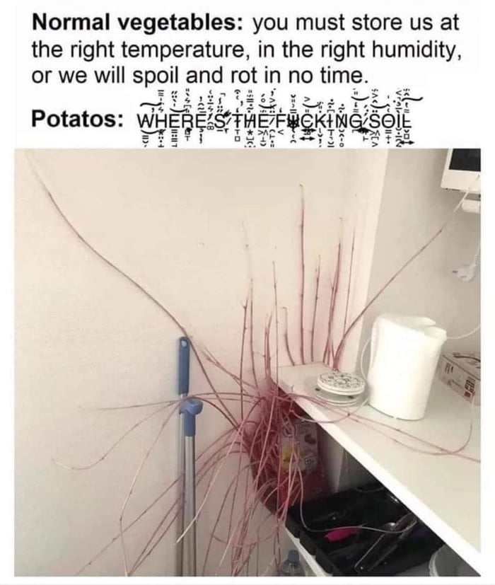 A Potato - 9GAG
